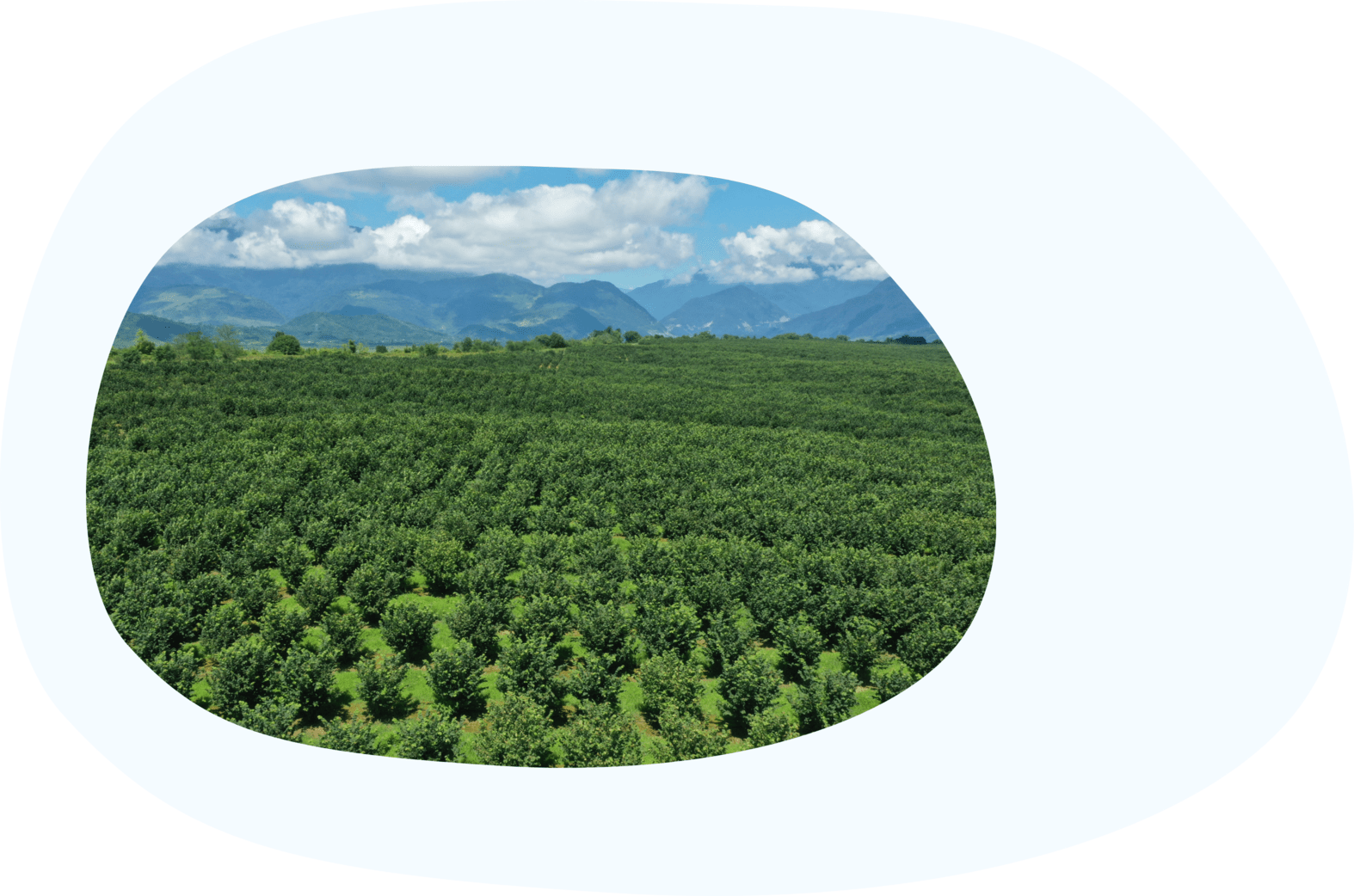 Buy Bulk Hazelnuts Wholesale | The Black Sea Hazelnut Co.