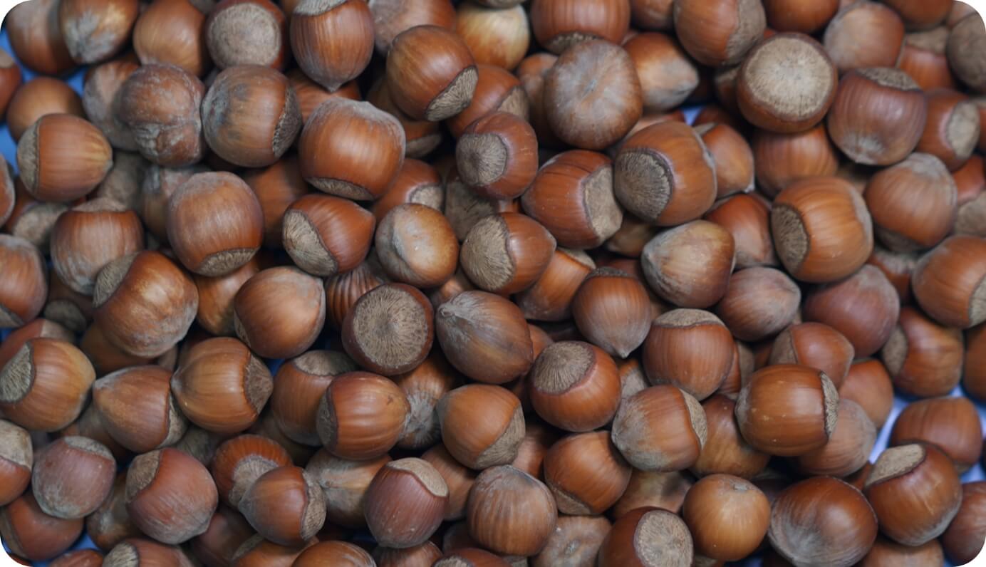 Wholesale Hazelnut Products | Bulk Raw & Roasted Hazelnuts